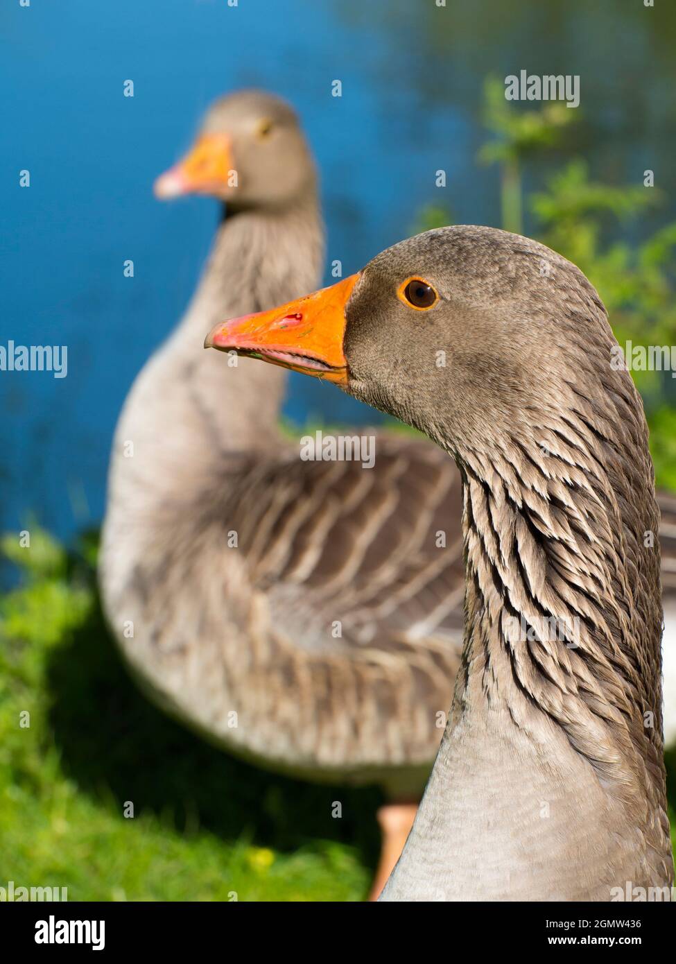 The common Greylag goose (Anser anser) is a bird in the waterfowl ...