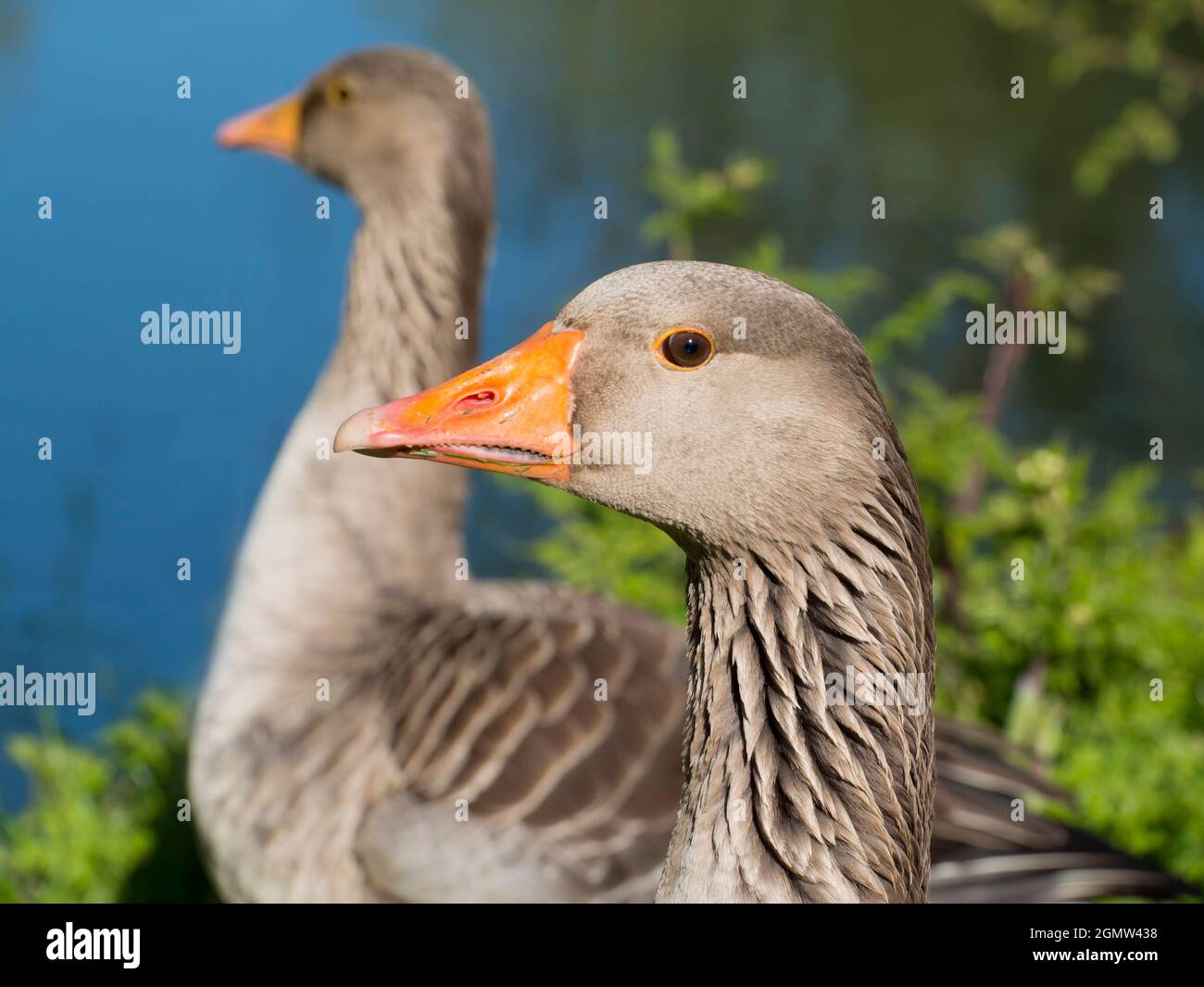 The common Greylag goose (Anser anser) is a bird in the waterfowl ...
