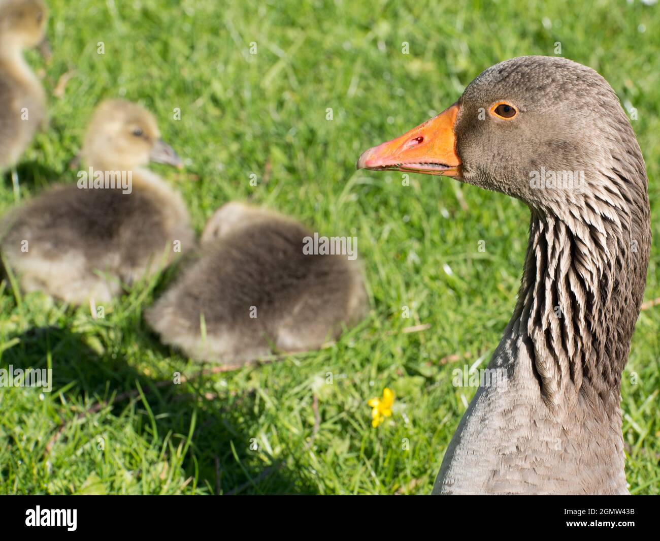 Waterfowl of britain hi-res stock photography and images - Alamy