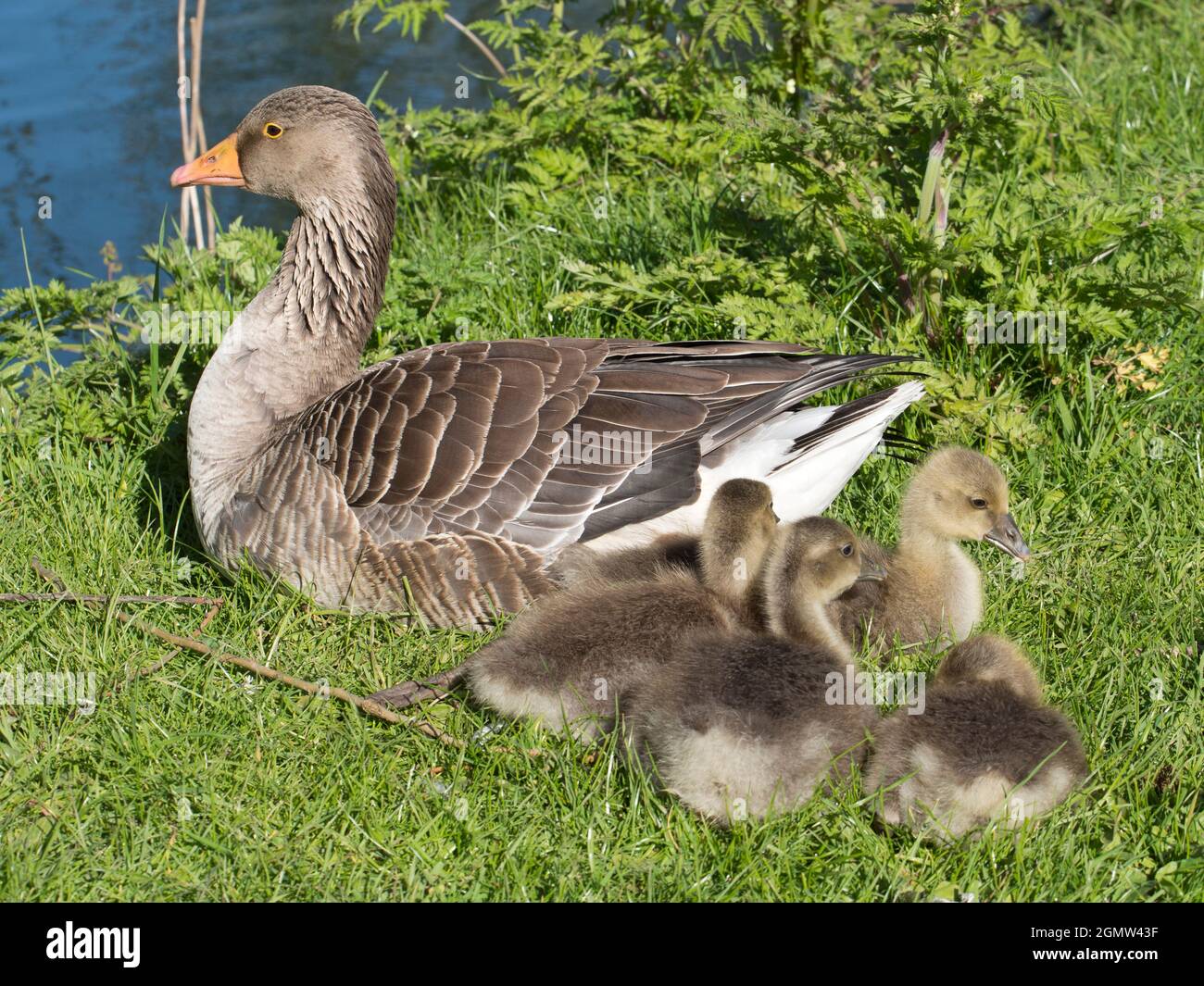 The common Greylag goose (Anser anser) is a bird in the waterfowl ...