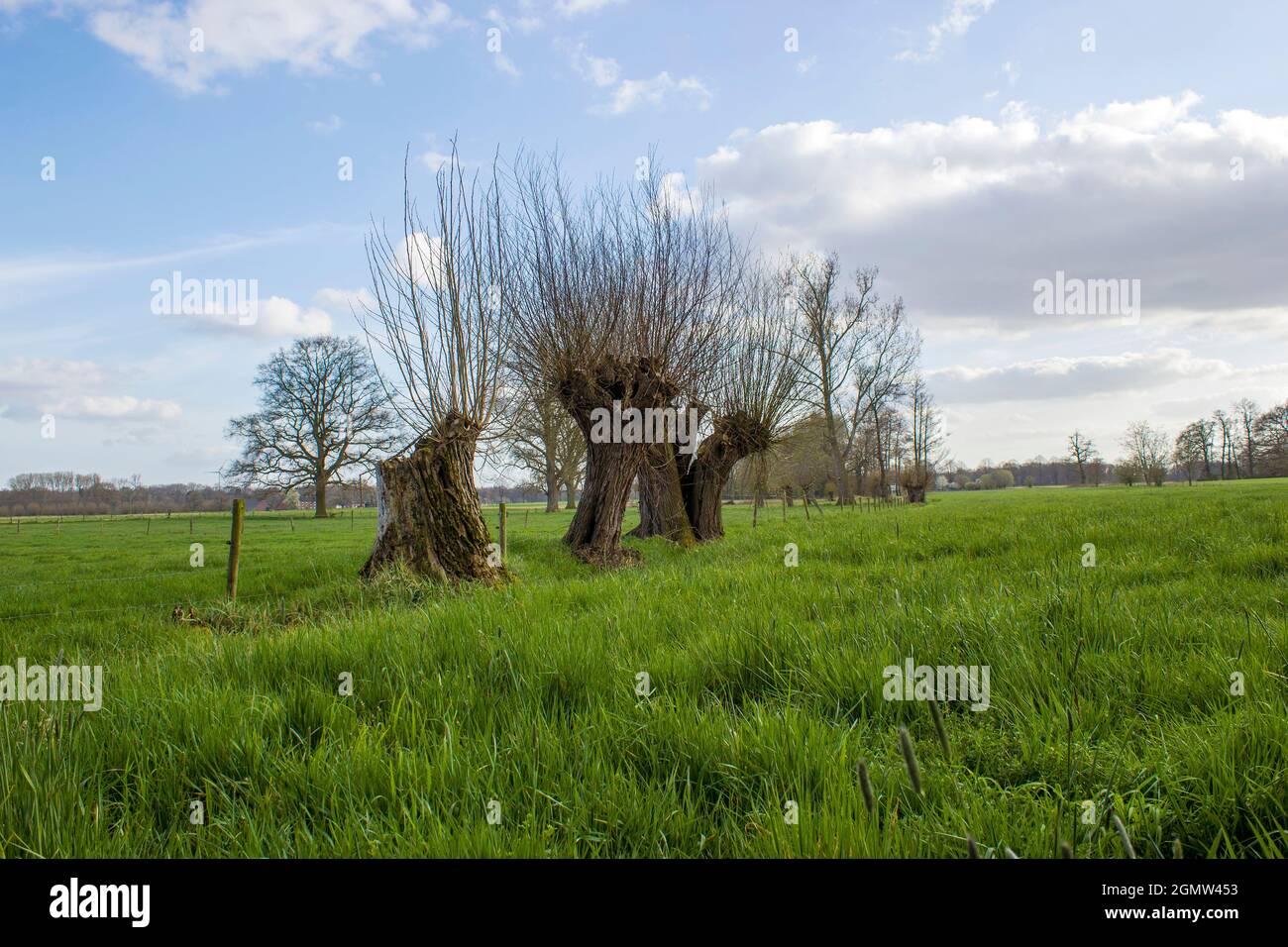 Goat willows hi-res stock photography and images - Alamy