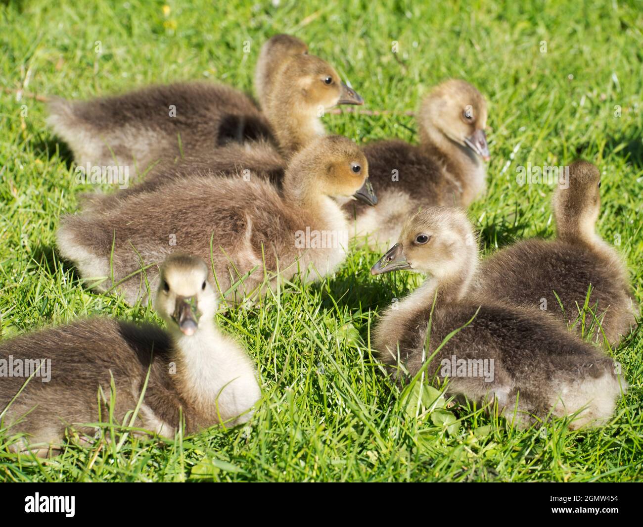 The common Greylag goose (Anser anser) is a bird in the waterfowl ...