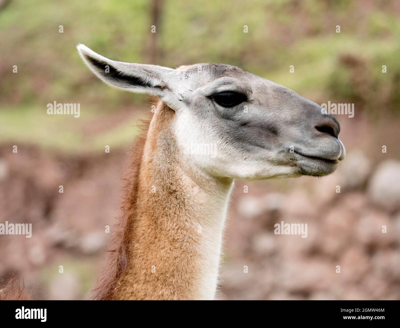 Cuzco, Peru - 11 May 2018 South America is home to several types of ...