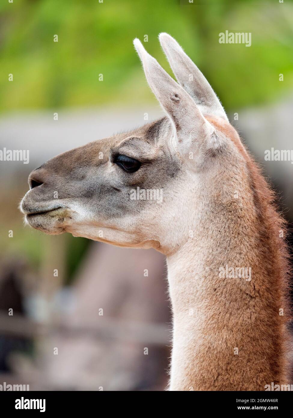 Cuzco, Peru - 11 May 2018 South America is home to several types of ...