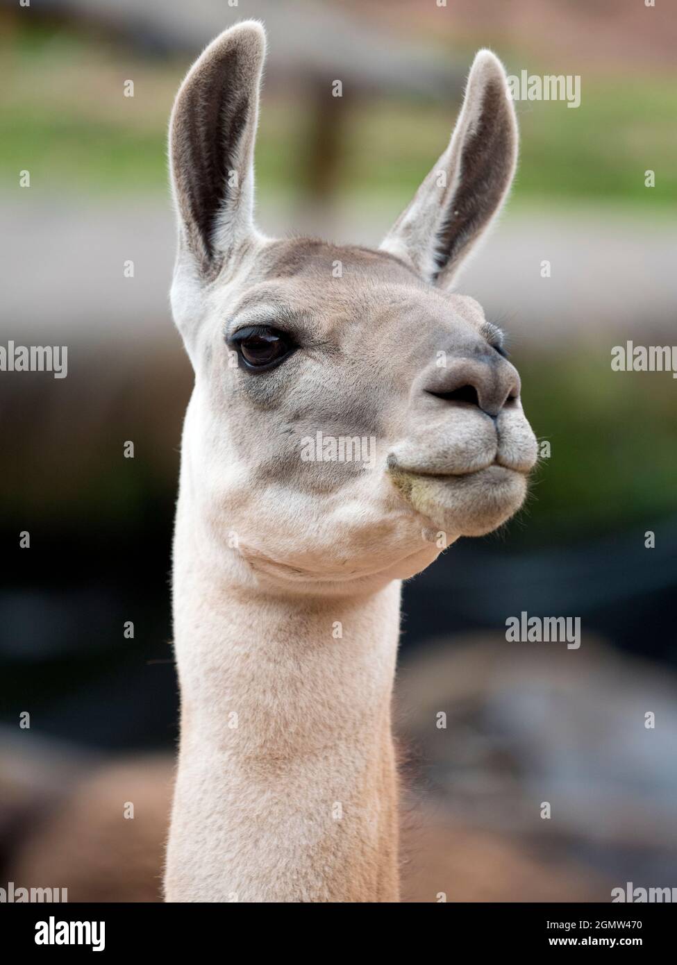 Cuzco, Peru - 11 May 2018 South America is home to several types of ...