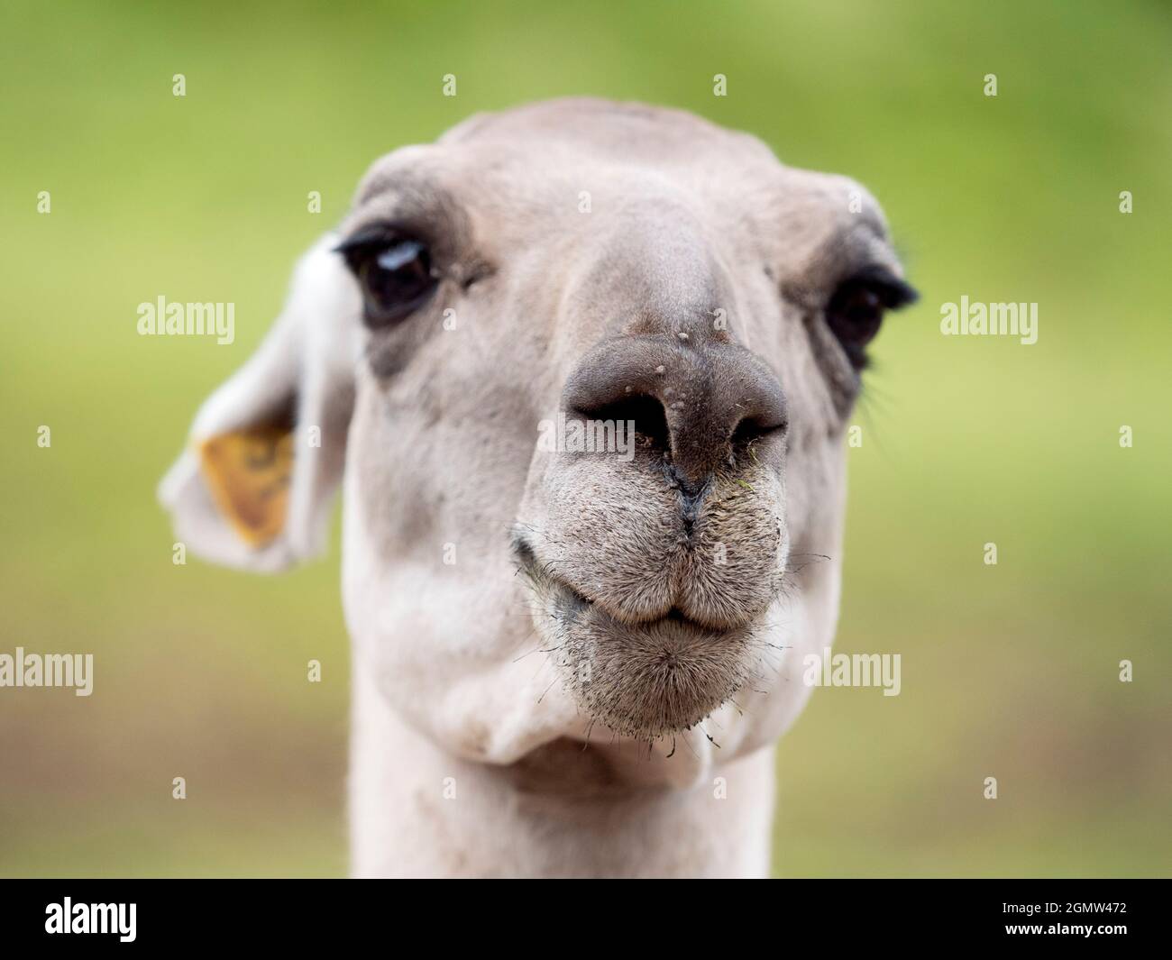 Cuzco, Peru - 11 May 2018 South America is home to several types of ...