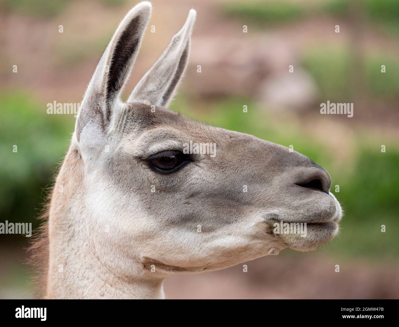 Cuzco, Peru - 11 May 2018 South America is home to several types of ...