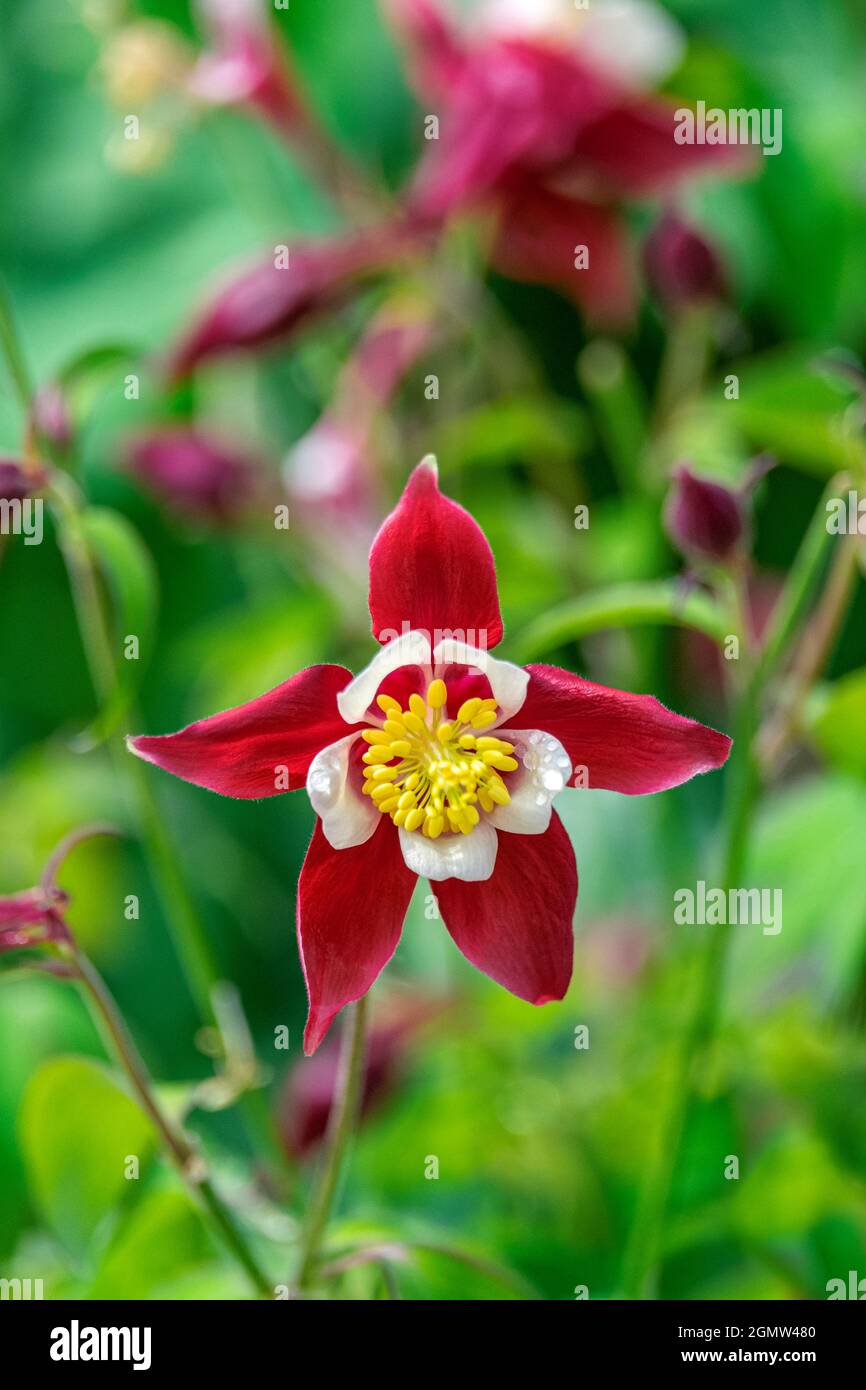 Common columbine grannys bonnet hi-res stock photography and images - Alamy