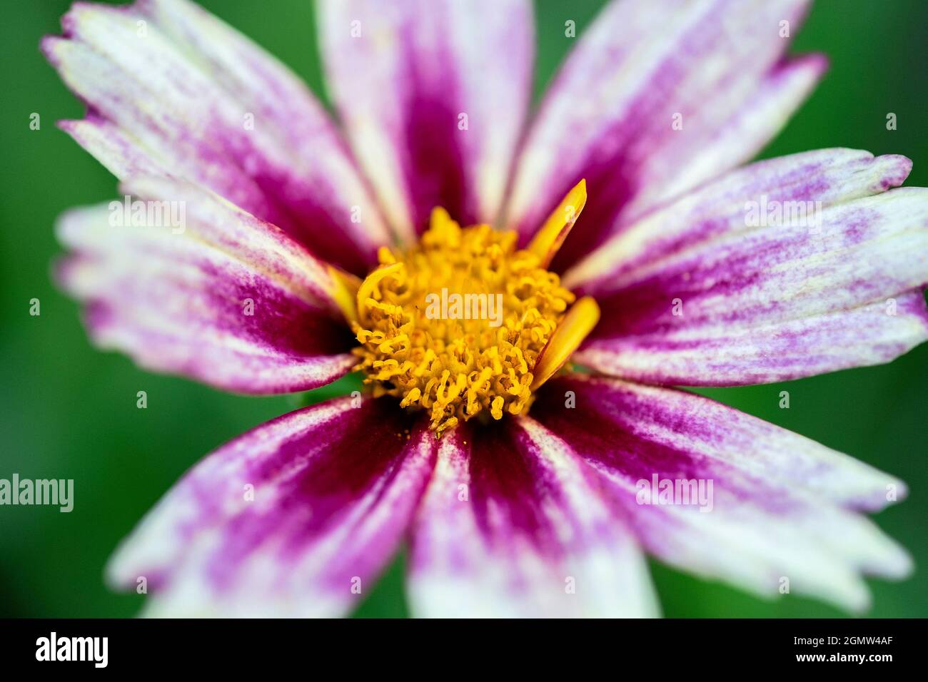 Purple and white coreopsis, USA Stock Photo - Alamy