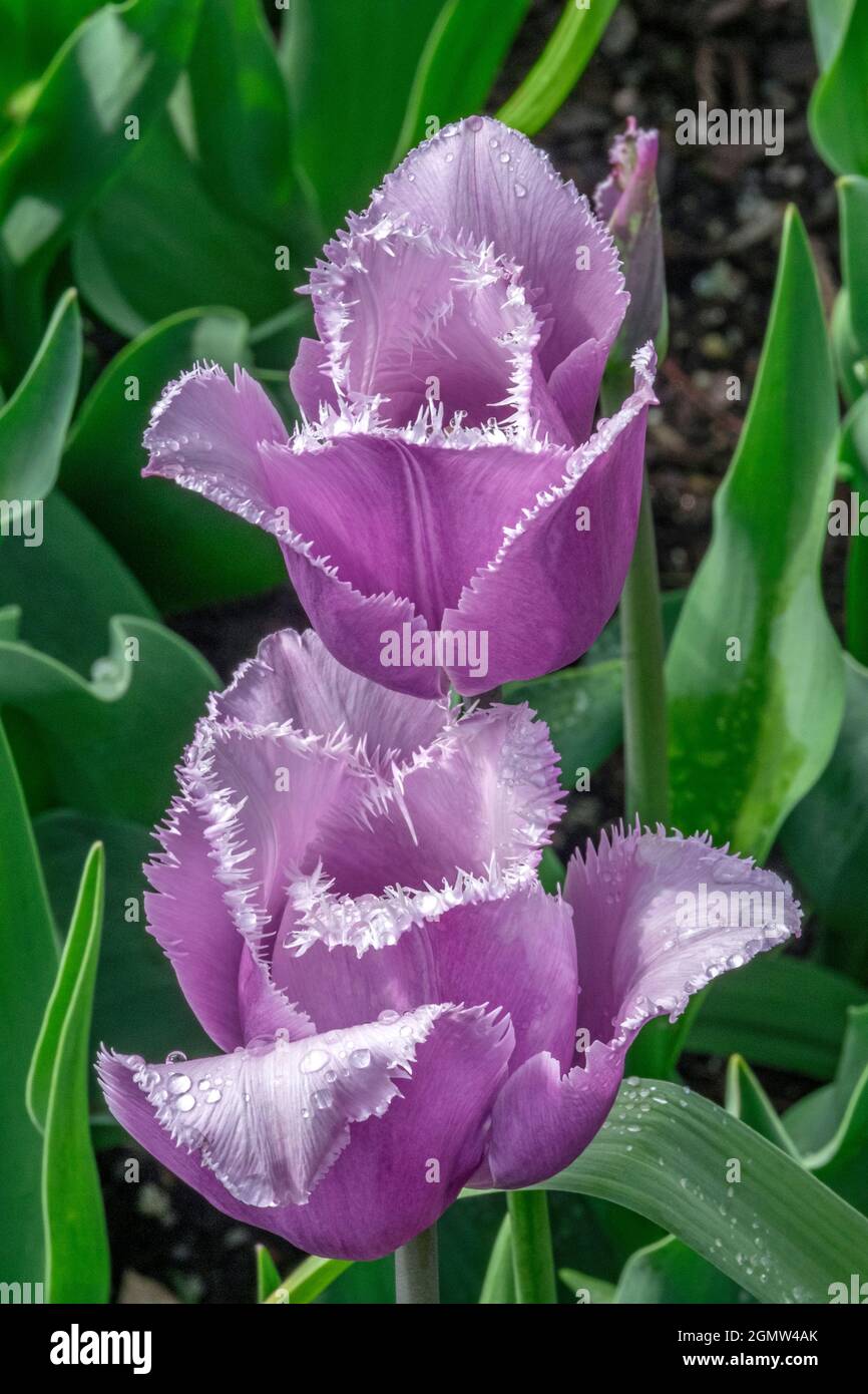 Ruffled purple tulip Stock Photo - Alamy