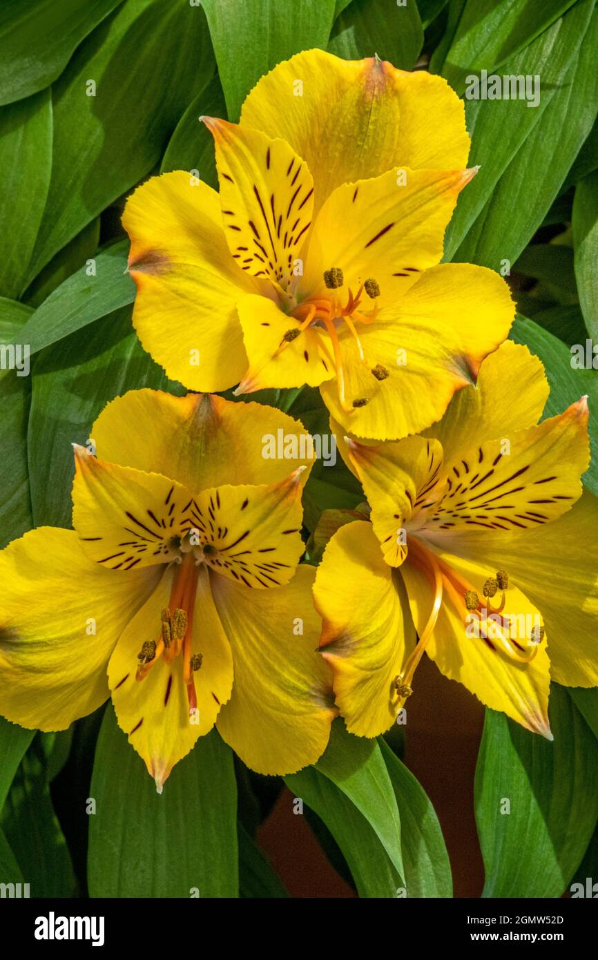 Peruvian lily of the incas alstroemeria aurea flower hi-res stock ...