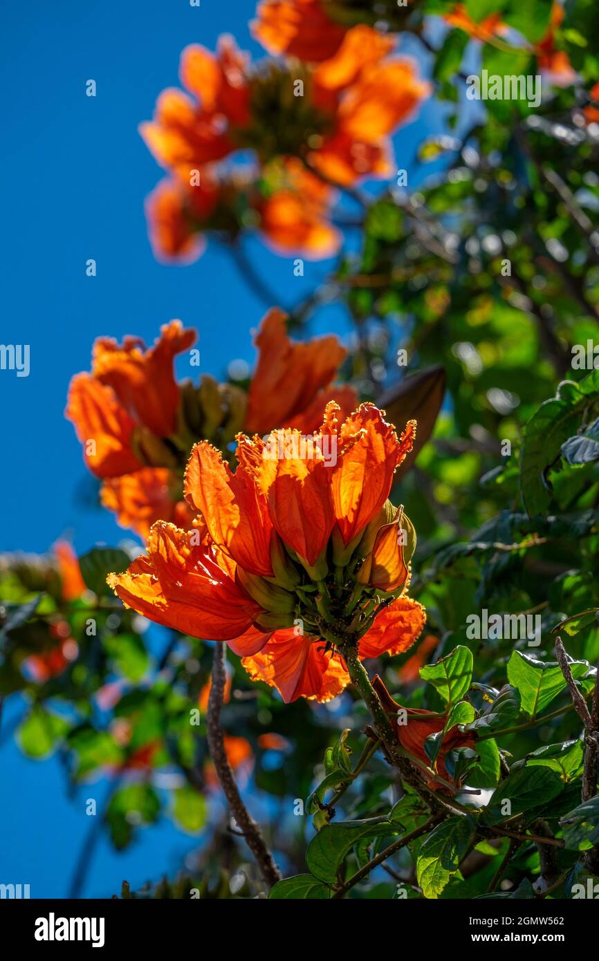 African tulip tree Stock Photo - Alamy