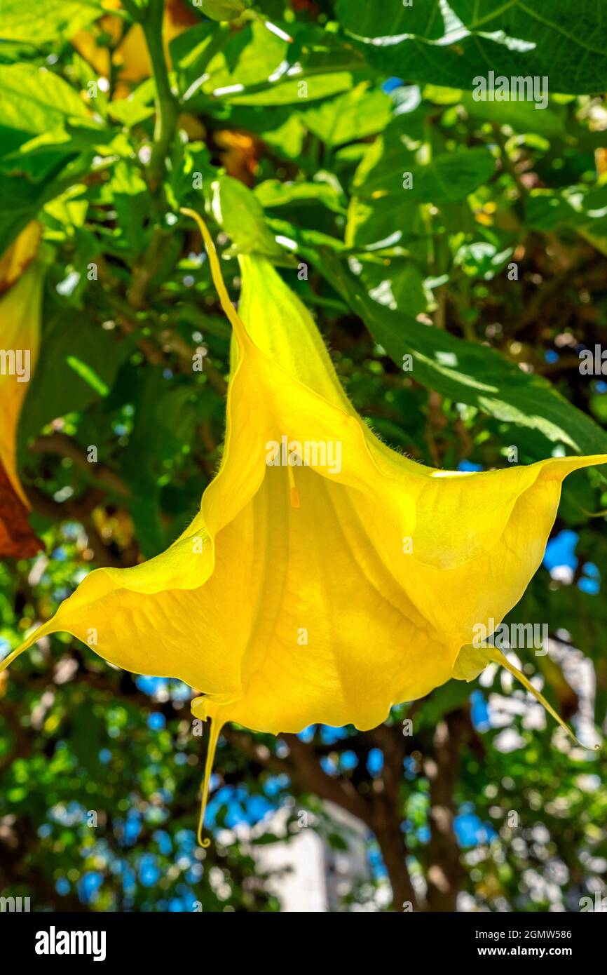 Angel’s trumpet flower hi-res stock photography and images - Alamy