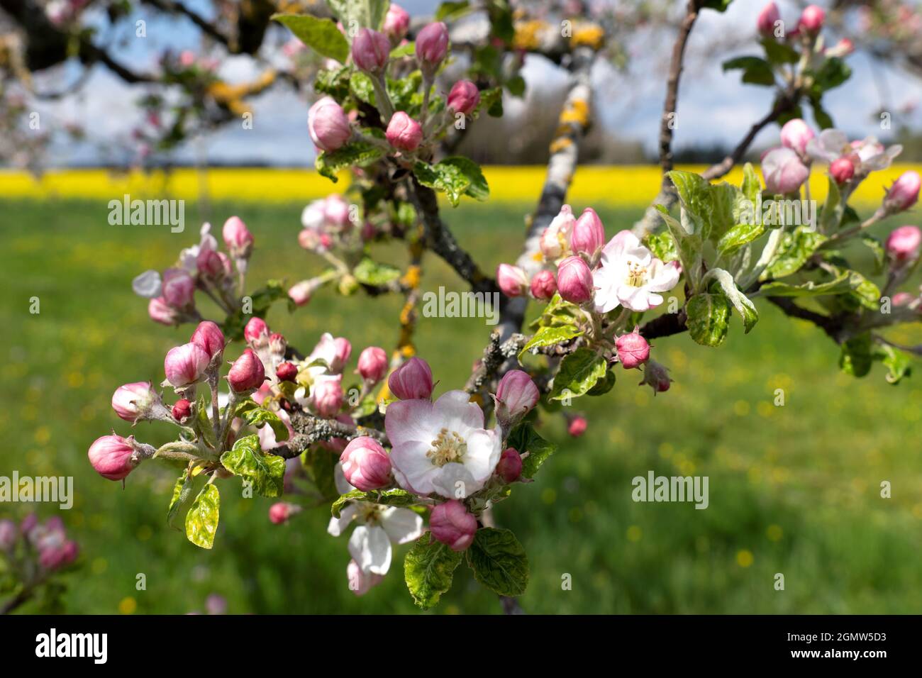 Old apple tree hi-res stock photography and images - Alamy