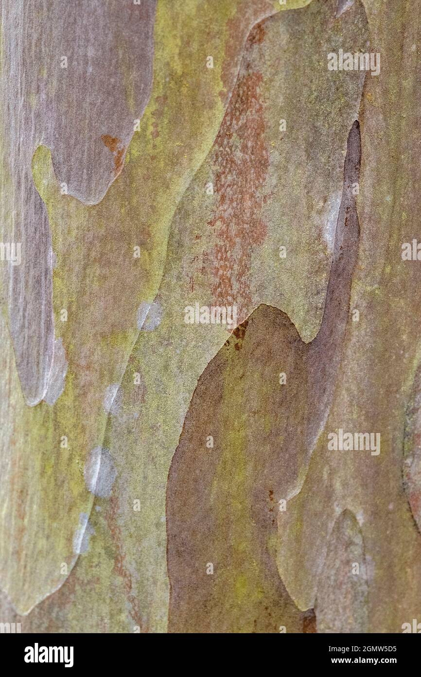 Crape myrtle tree hi-res stock photography and images - Alamy