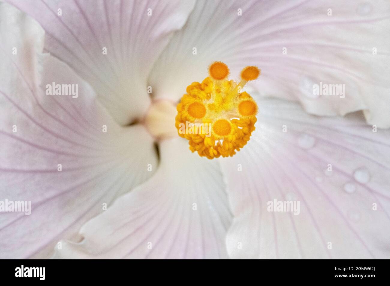 Stamen and stigma detail of Chinese Hibiscus Stock Photo - Alamy