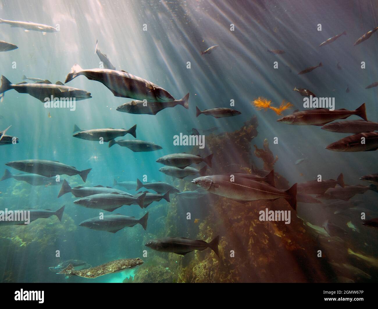 Aquarium with glass walls hi-res stock photography and images - Alamy