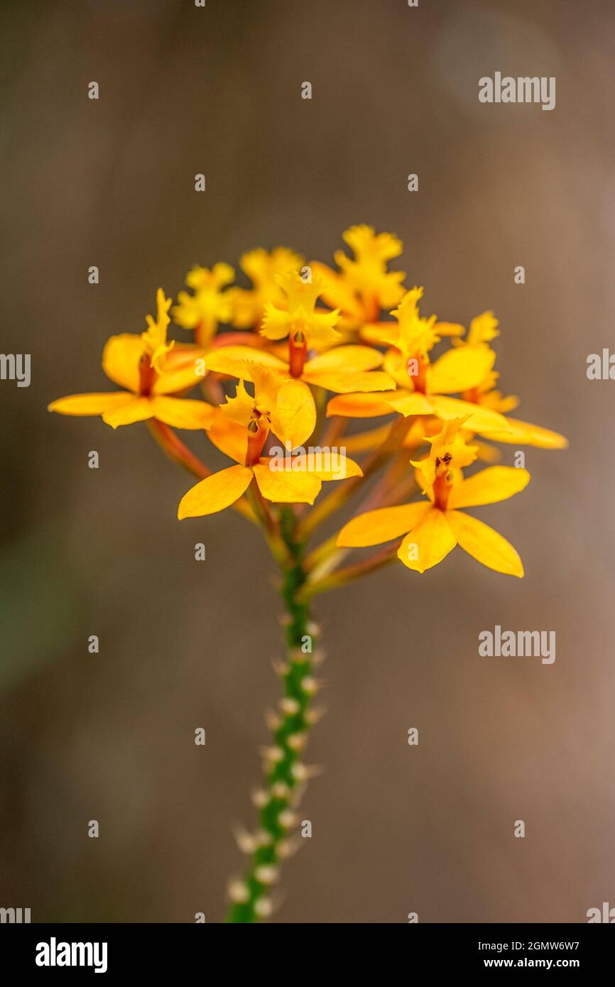 Fire orchid hi-res stock photography and images - Alamy