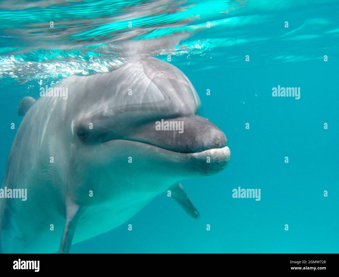 Palau underwater dolphin hi-res stock photography and images - Alamy