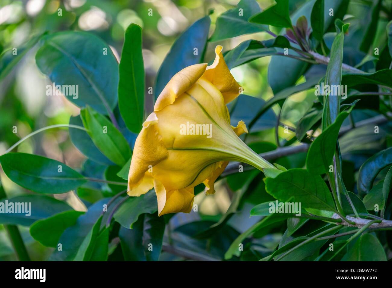 Golden cup vine hi-res stock photography and images - Alamy