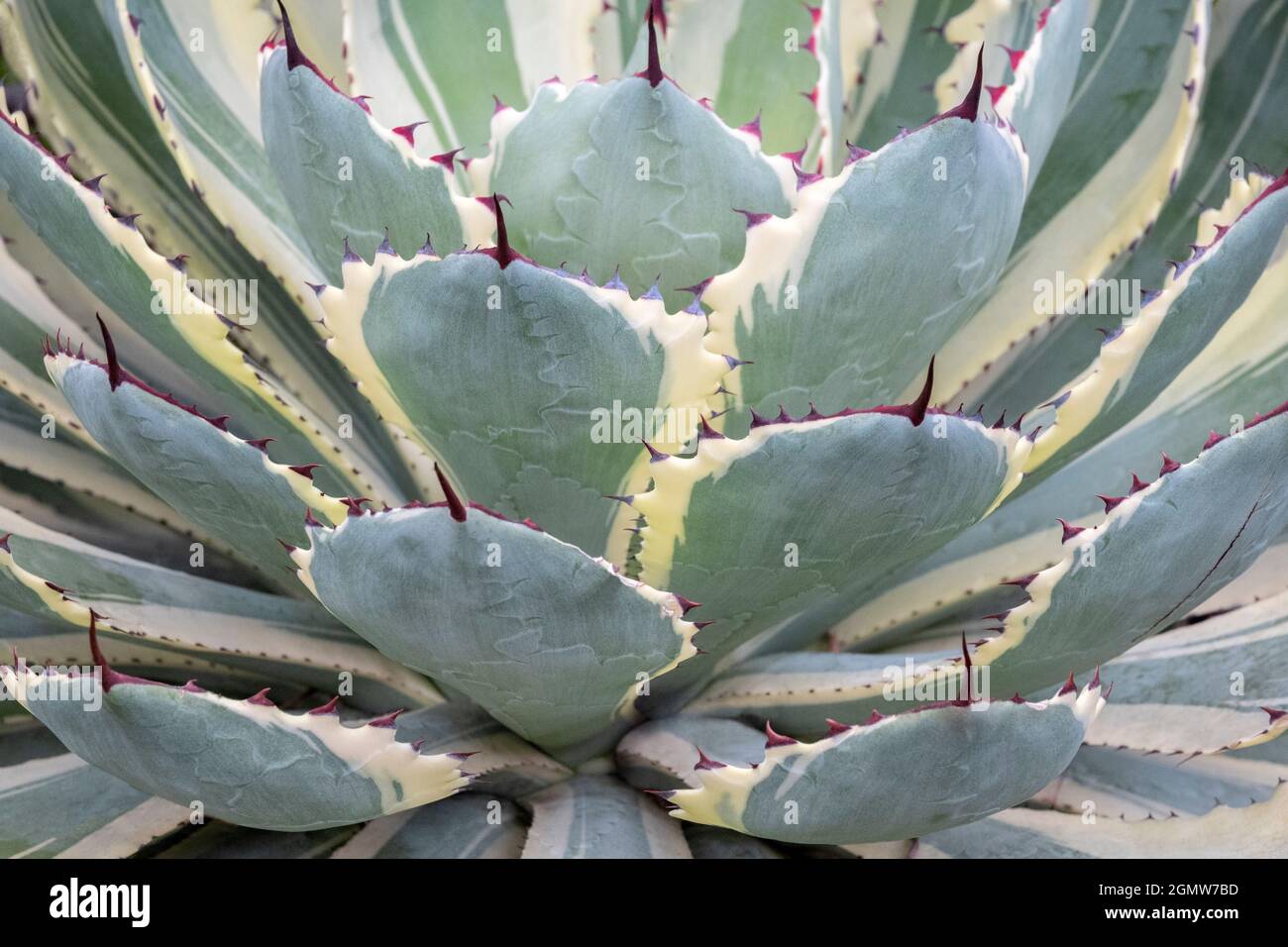 Parry's agave hi-res stock photography and images - Alamy