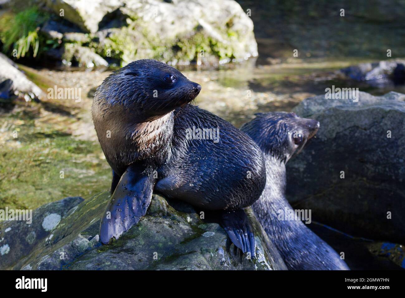 Oamaru, New Zealand - 17 May 2012. This happy and safe juvenile seal ...
