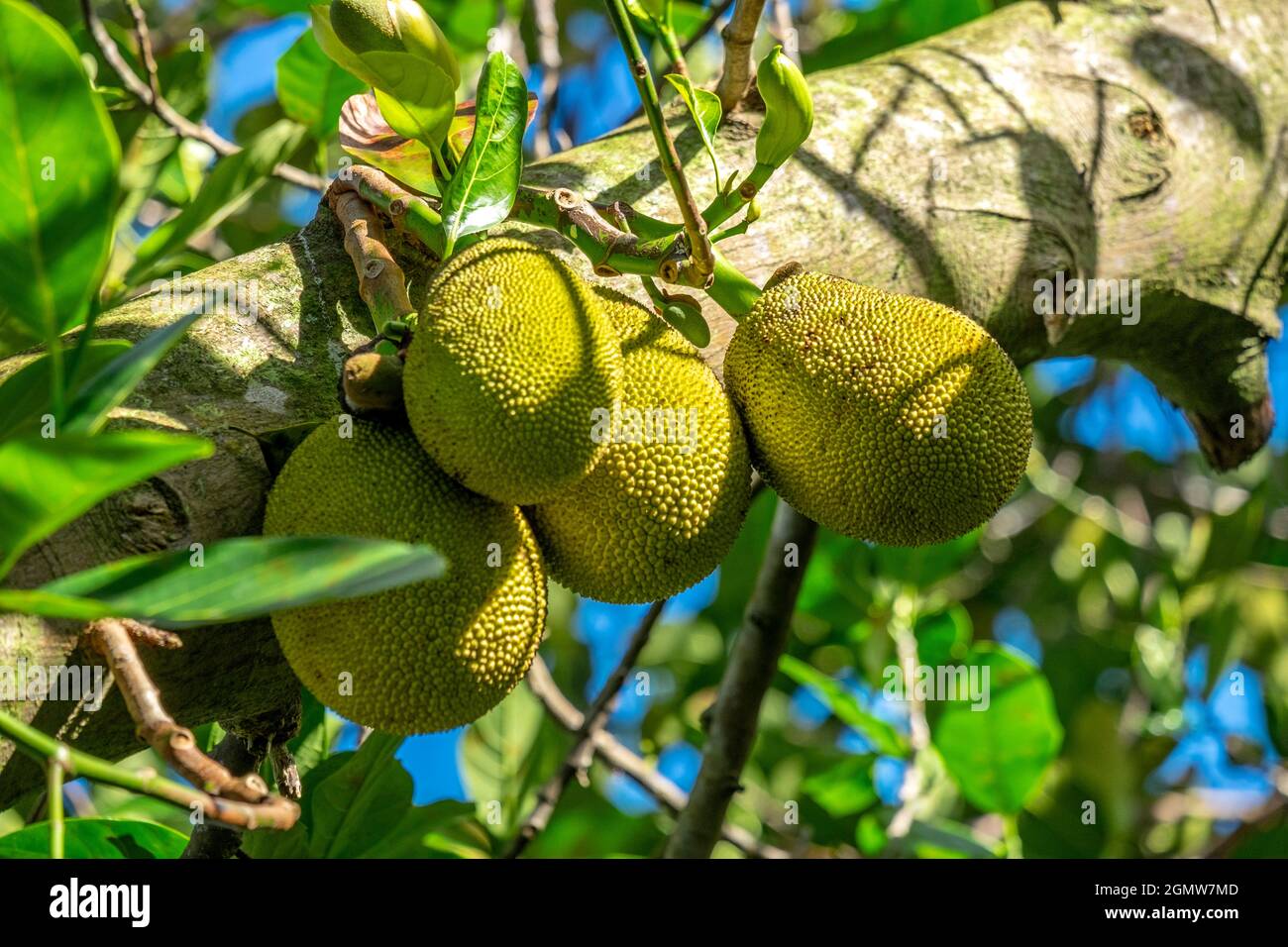 Tree jackfruit jackfruit hi-res stock photography and images - Alamy
