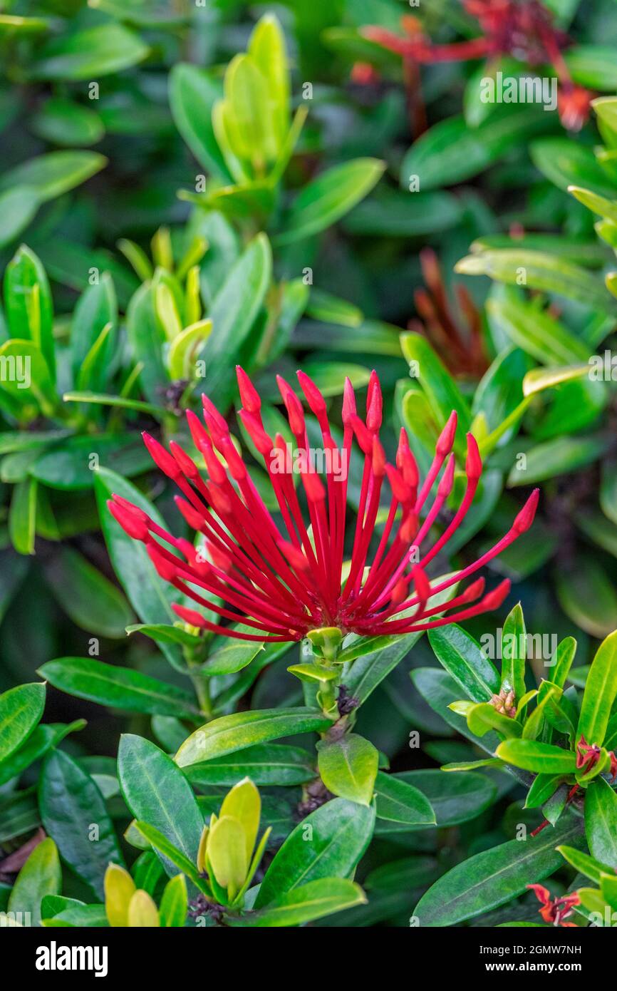 Jungle flame hi-res stock photography and images - Alamy