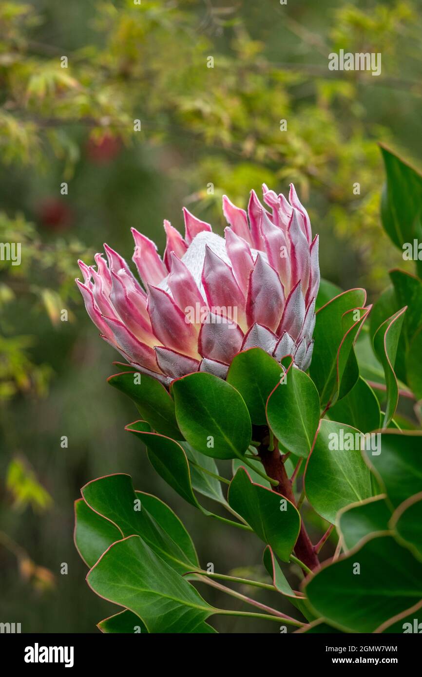 King protea flower hi-res stock photography and images - Alamy