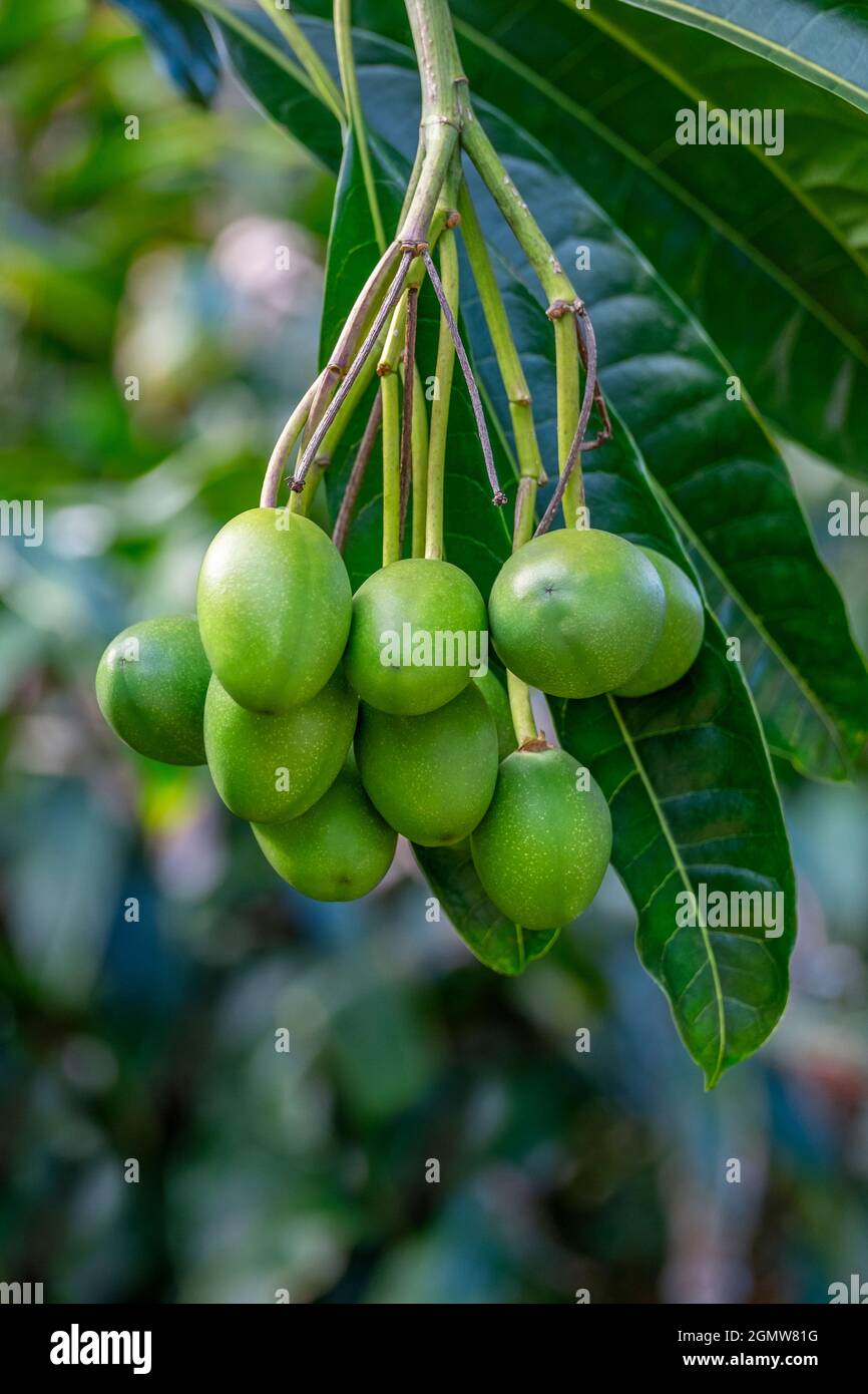 Mango fruit tree Stock Photo - Alamy