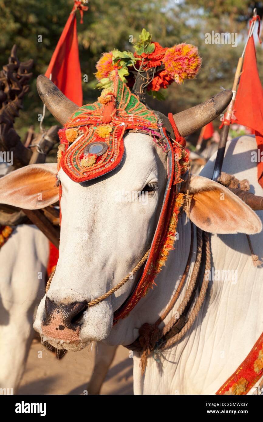 Bullocks pulling cart hi-res stock photography and images - Alamy