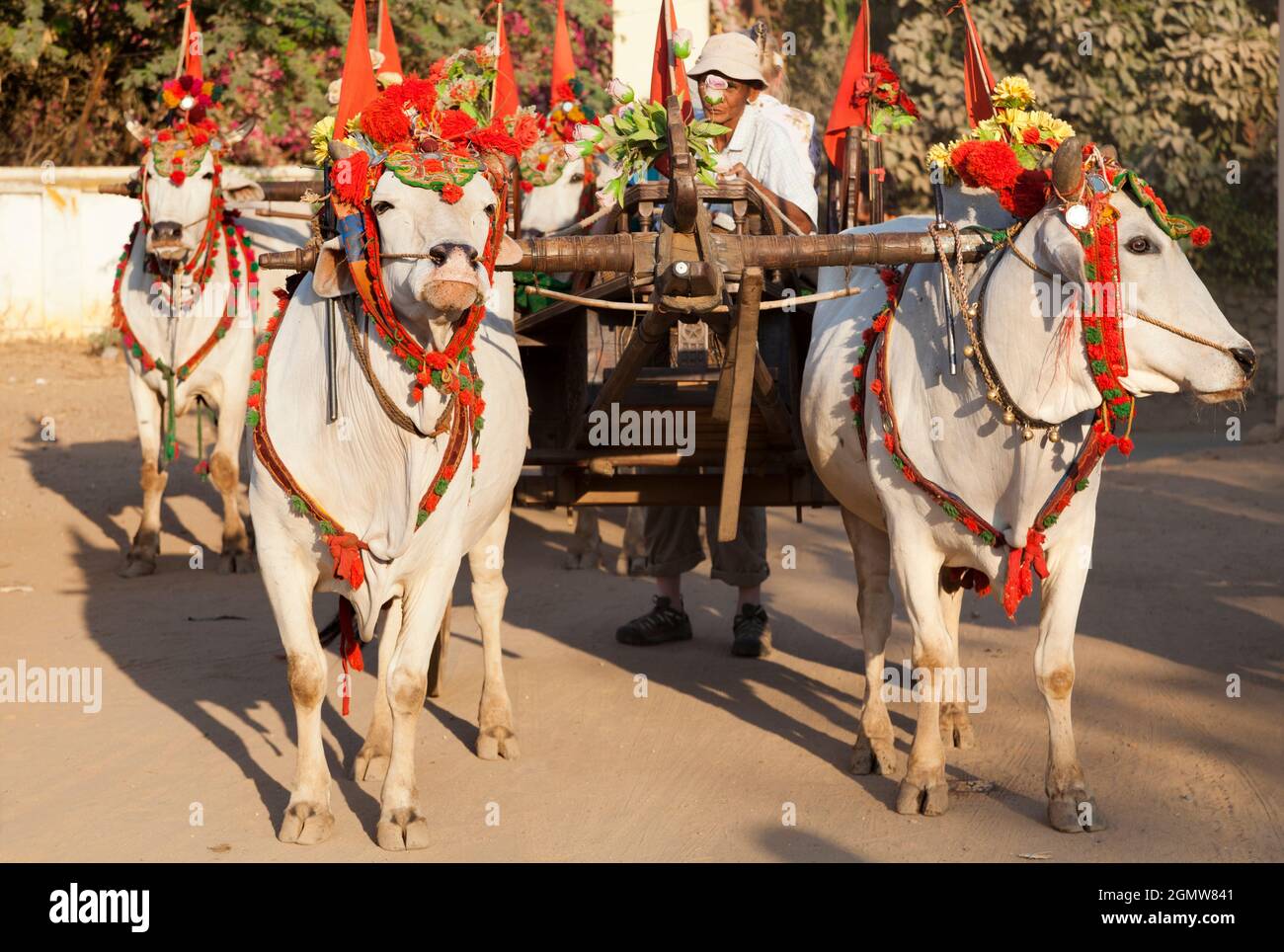 Bullocks pulling cart hi-res stock photography and images - Alamy