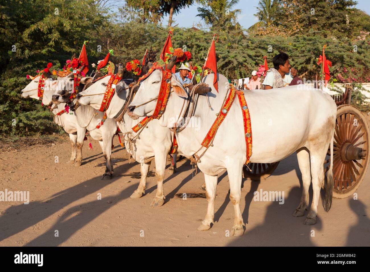 Bullocks pulling cart hi-res stock photography and images - Alamy