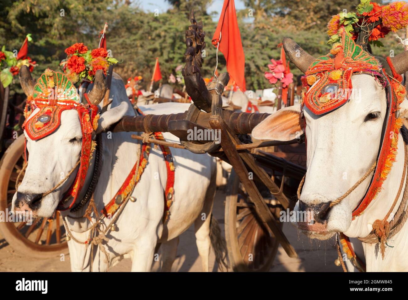 Bullocks pulling cart hi-res stock photography and images - Alamy