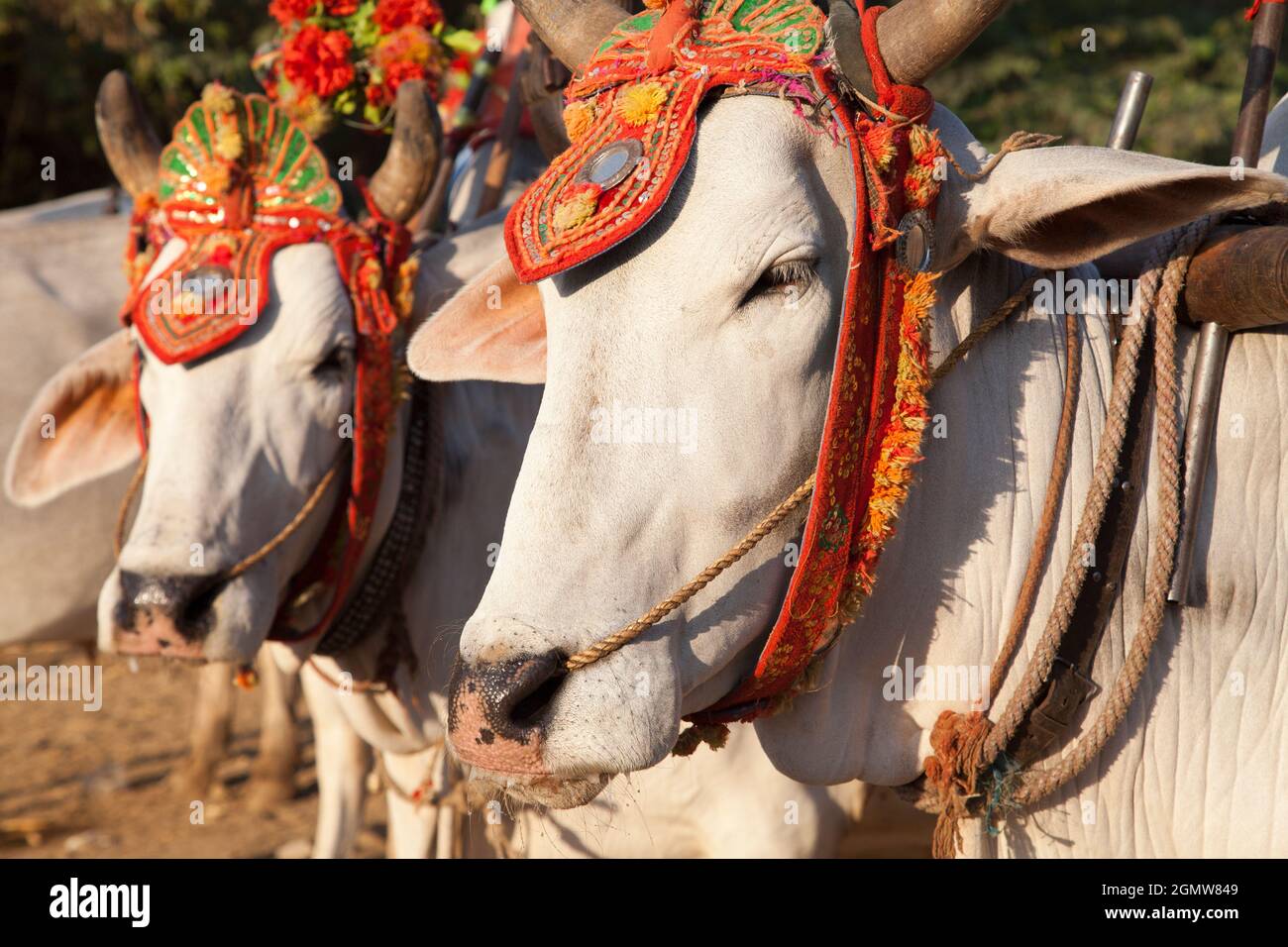 Bullocks pulling cart hi-res stock photography and images - Alamy