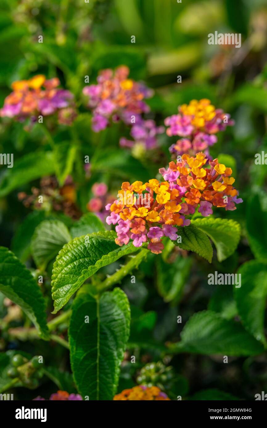 Pink colored lantana hi-res stock photography and images - Alamy