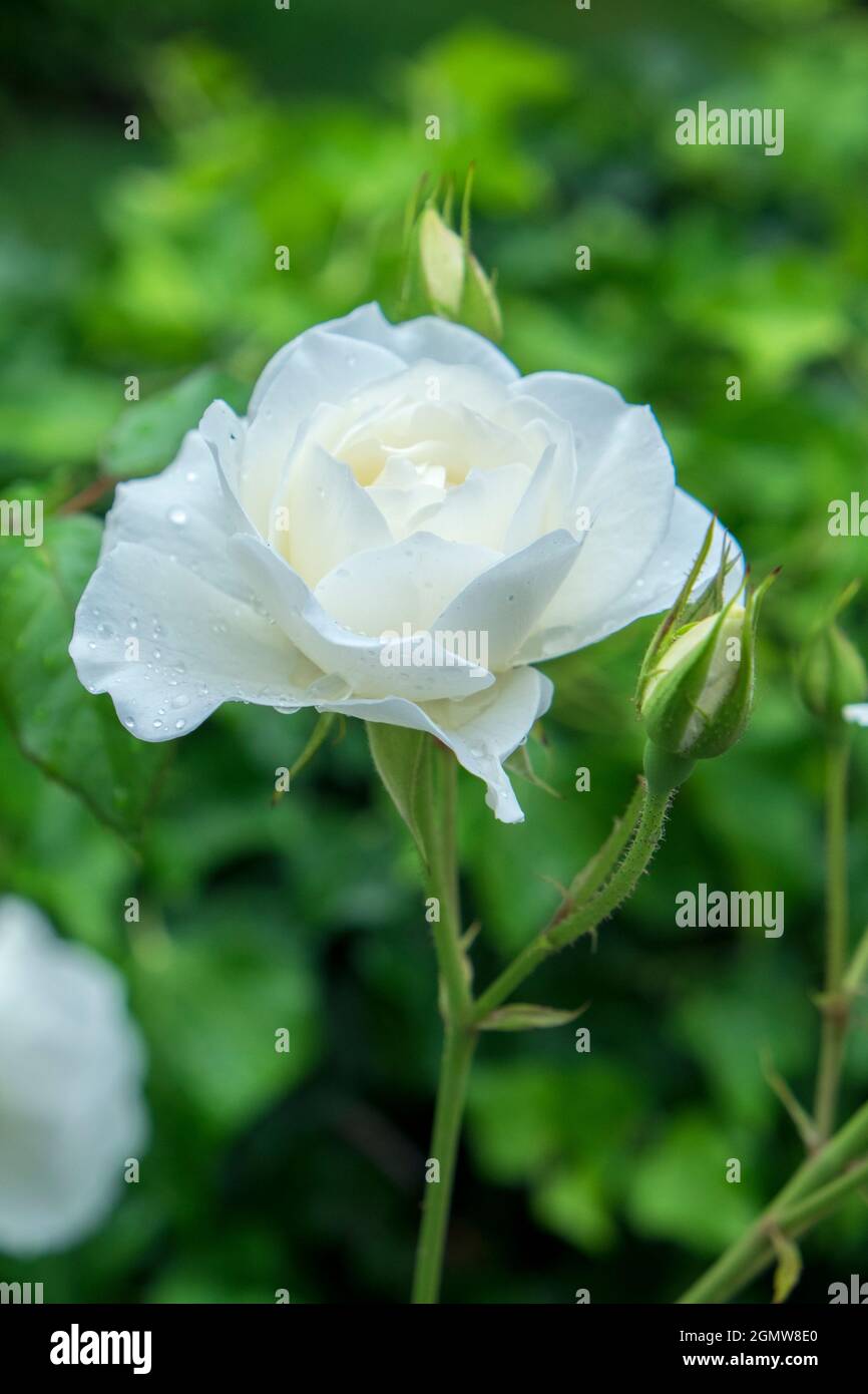 Iceberg rose hi-res stock photography and images - Alamy