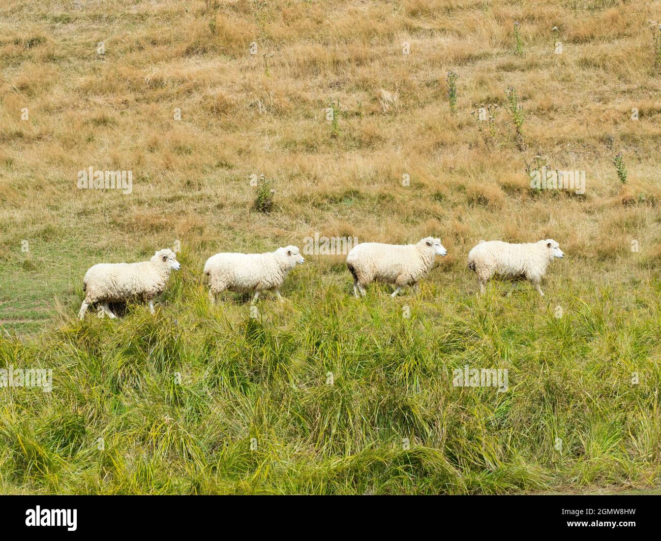 Otago, New Zealand South Island - 26 February 2019 Sheep grazing on ...