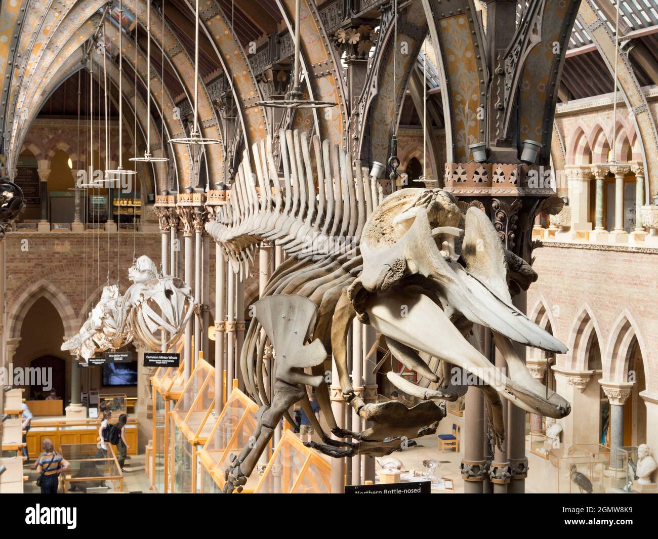 Dinosaur bones pitt rivers natural hi-res stock photography and images ...