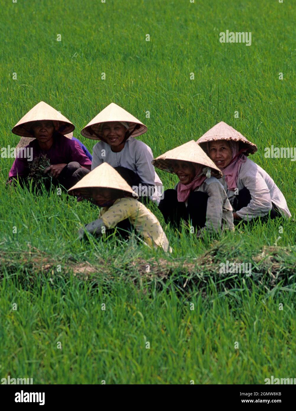 Mekong delta rice fields hi-res stock photography and images - Alamy