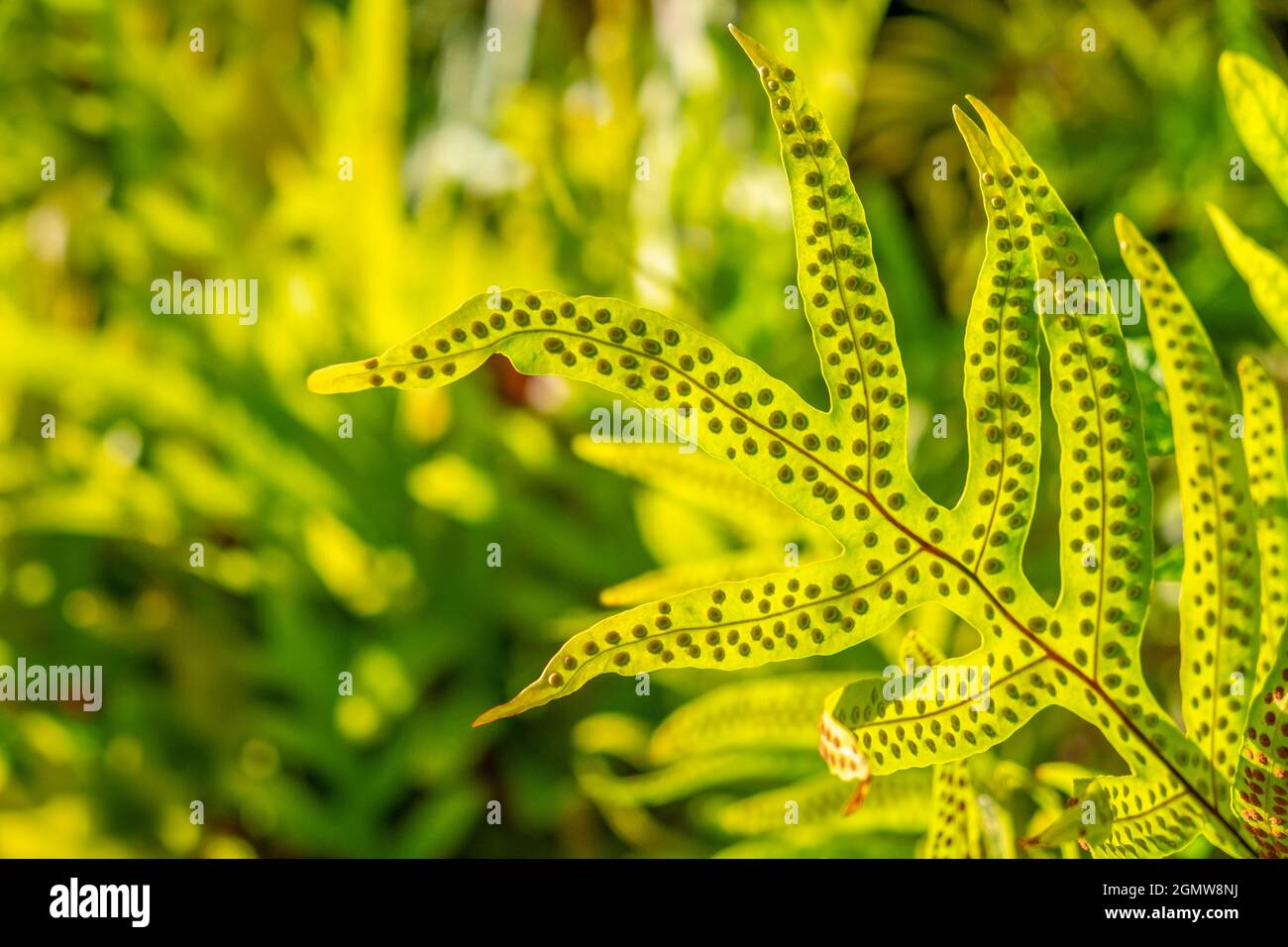 Phymatosorus grossus, Musk Fern Stock Photo - Alamy