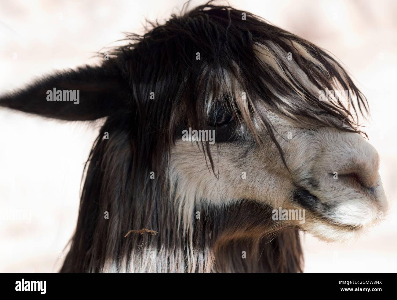 Cuzco, Peru - 11 May 2018 South America is home to several types of ...