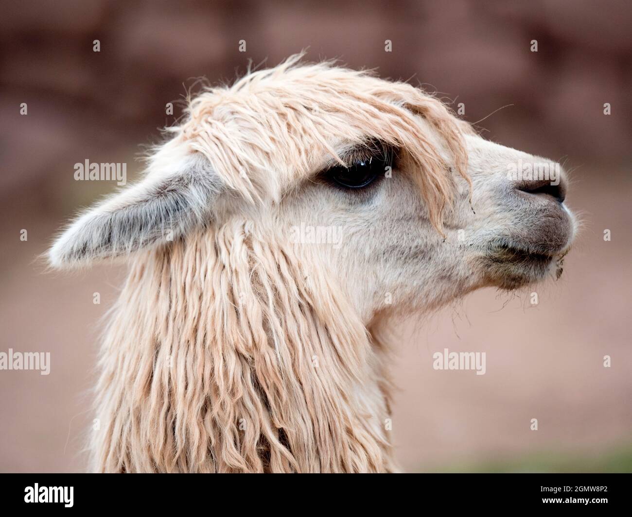 Cuzco, Peru - 11 May 2018 South America is home to several types of ...