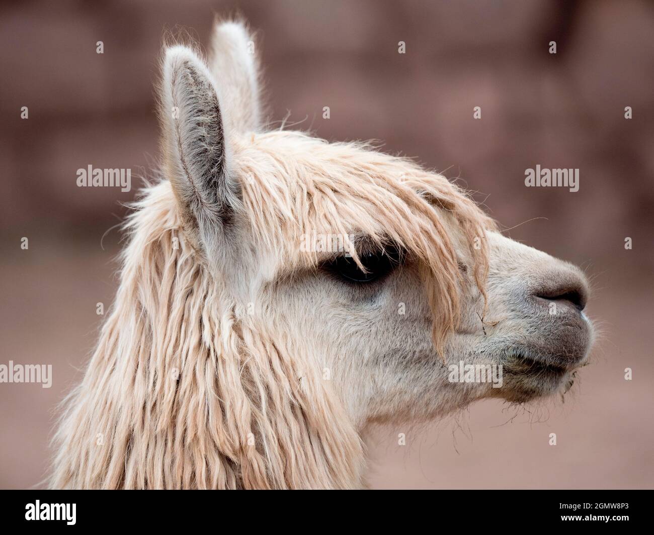 Cuzco, Peru - 11 May 2018 South America is home to several types of ...