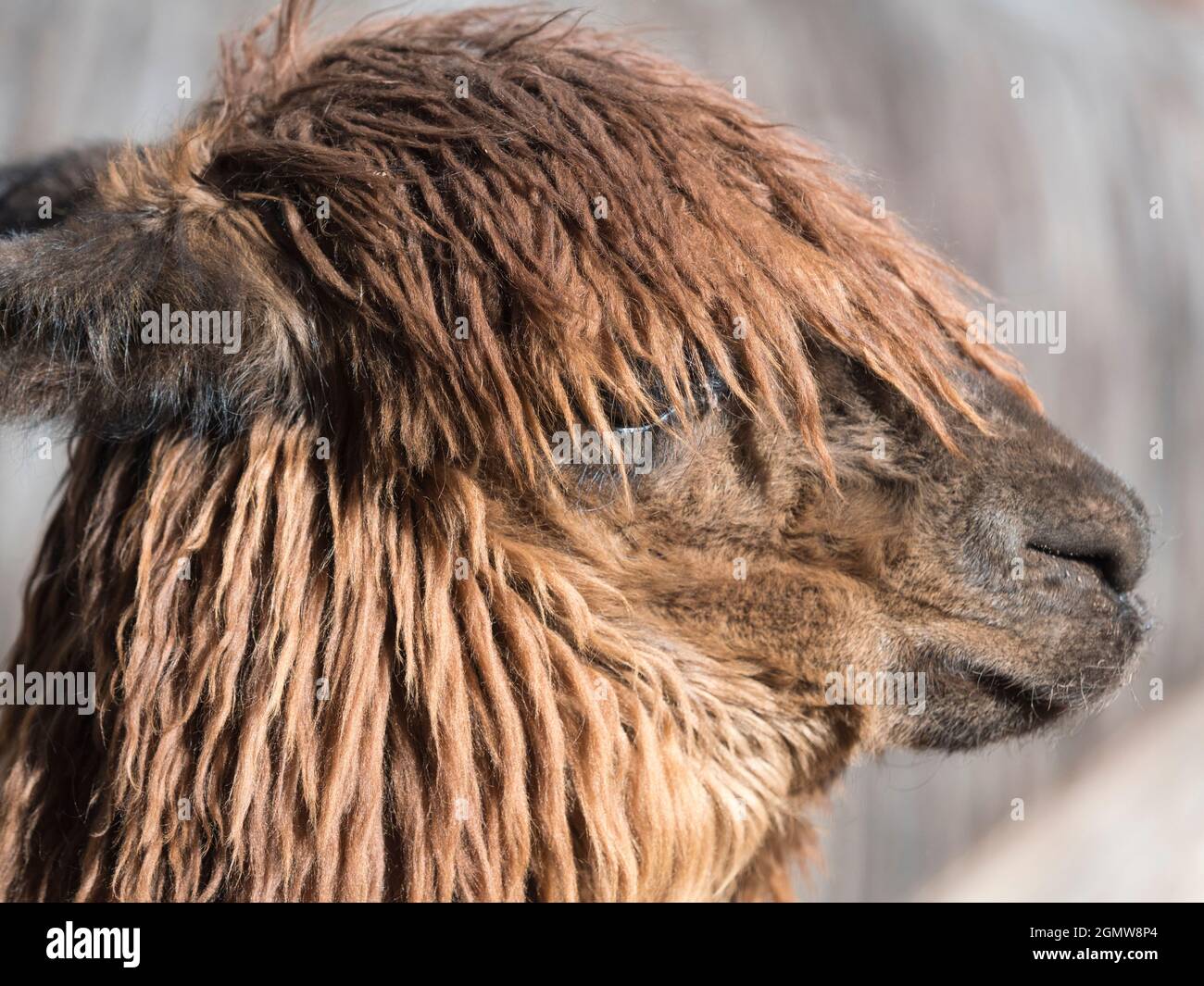 Cuzco, Peru - 11 May 2018 South America is home to several types of ...