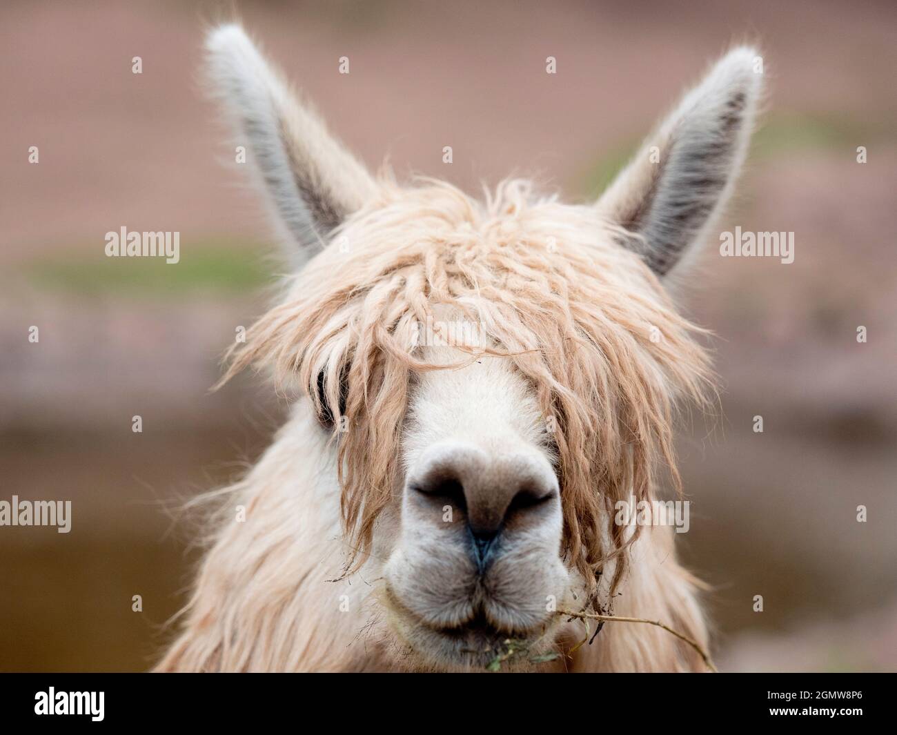 Cuzco, Peru - 11 May 2018 South America is home to several types of ...