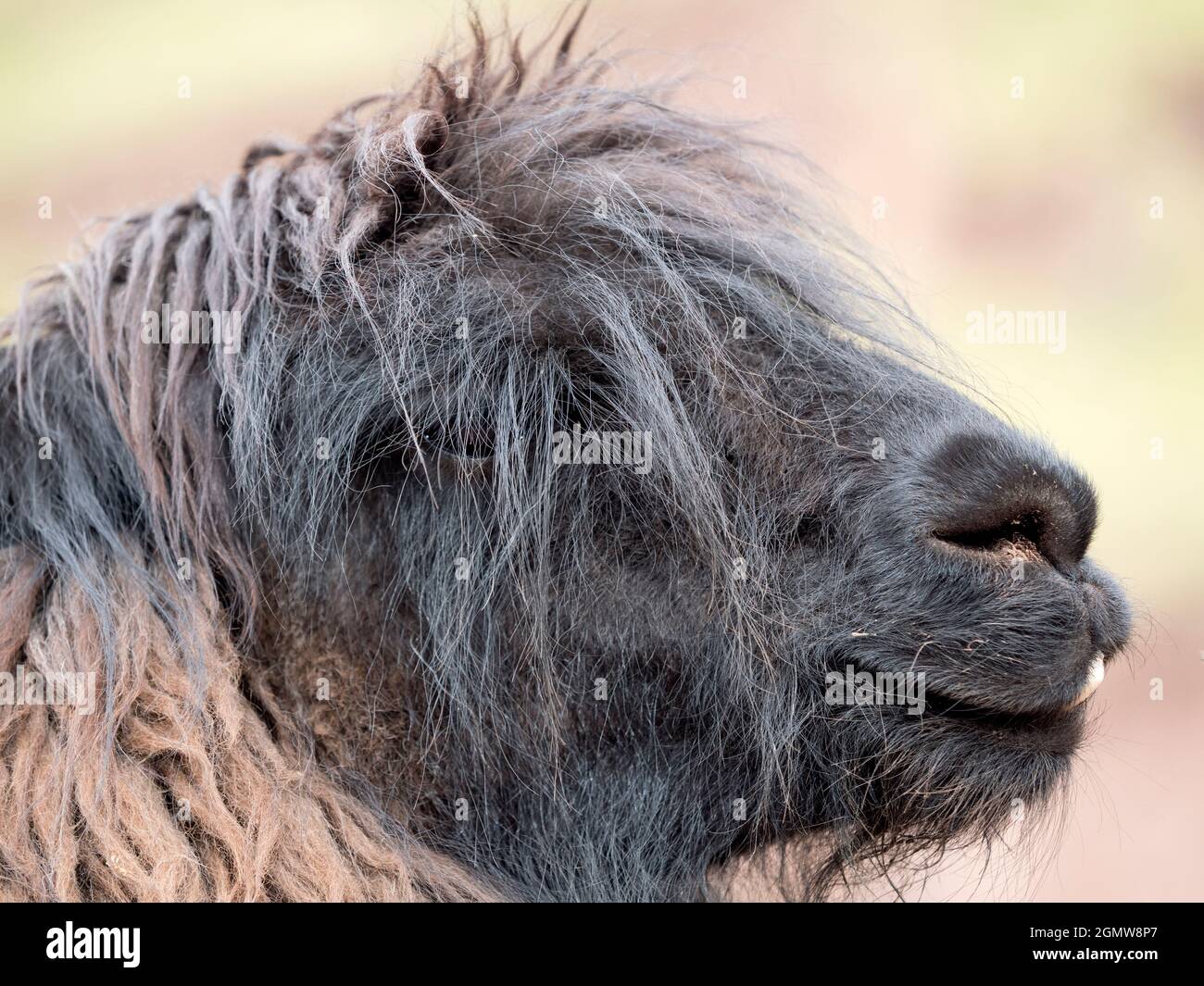 Cuzco, Peru - 11 May 2018 South America is home to several types of ...