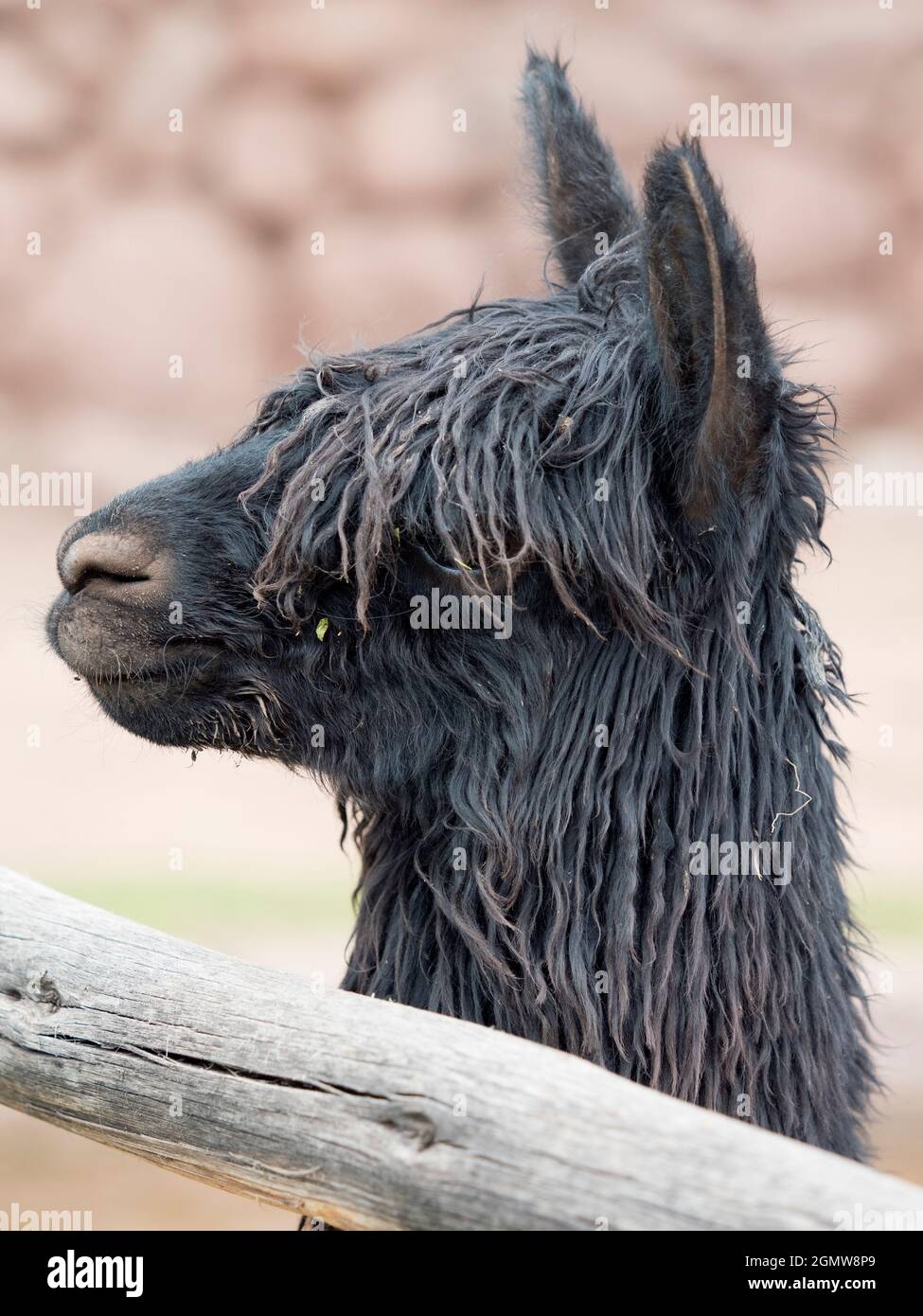 Cuzco, Peru - 11 May 2018 South America is home to several types of ...