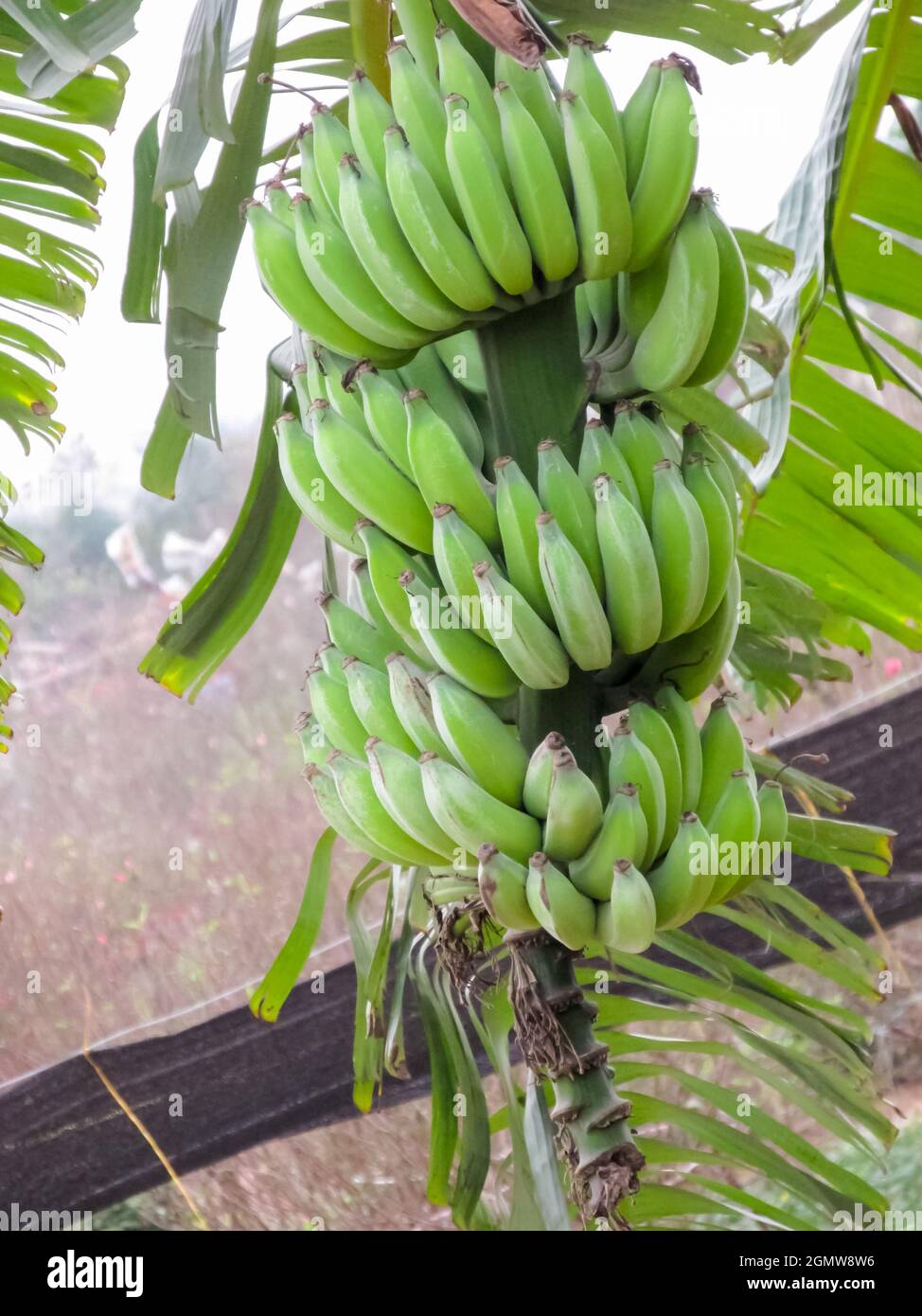 Banana tree farm hi-res stock photography and images - Alamy