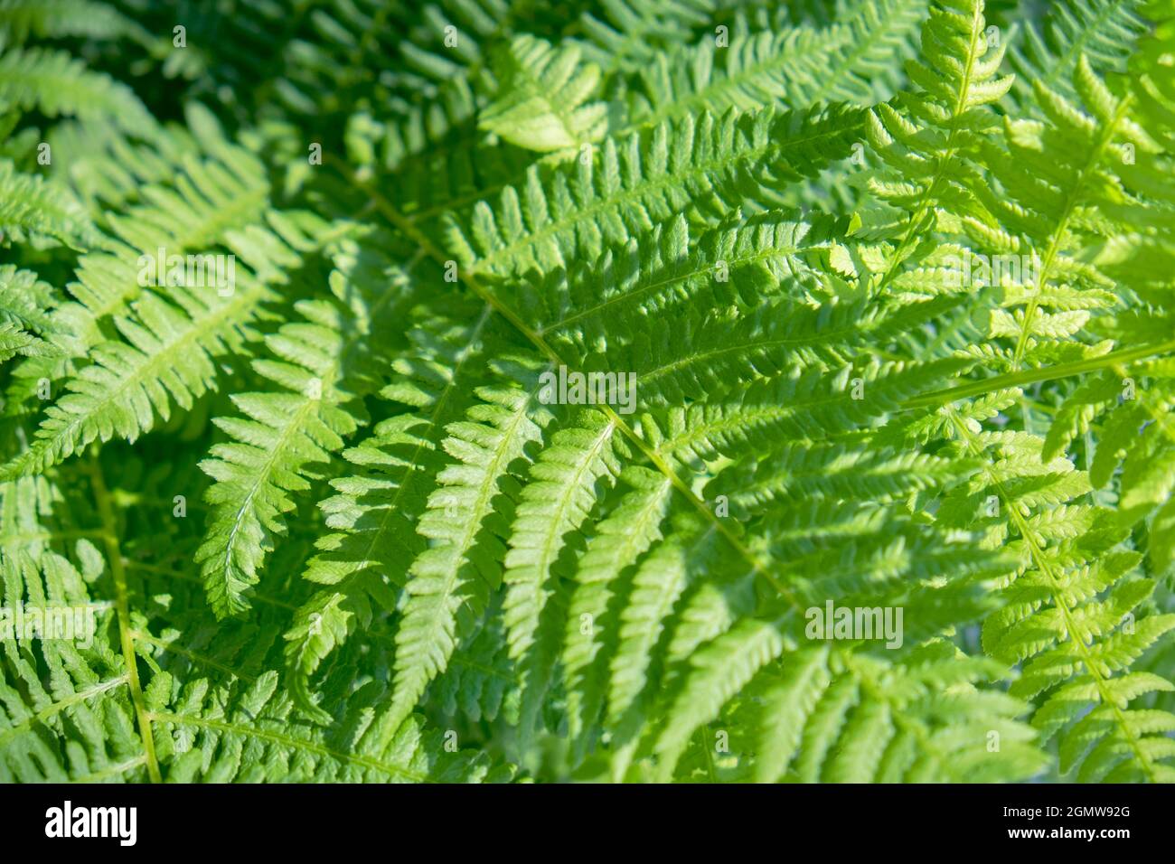 Green fern, USA Stock Photo - Alamy